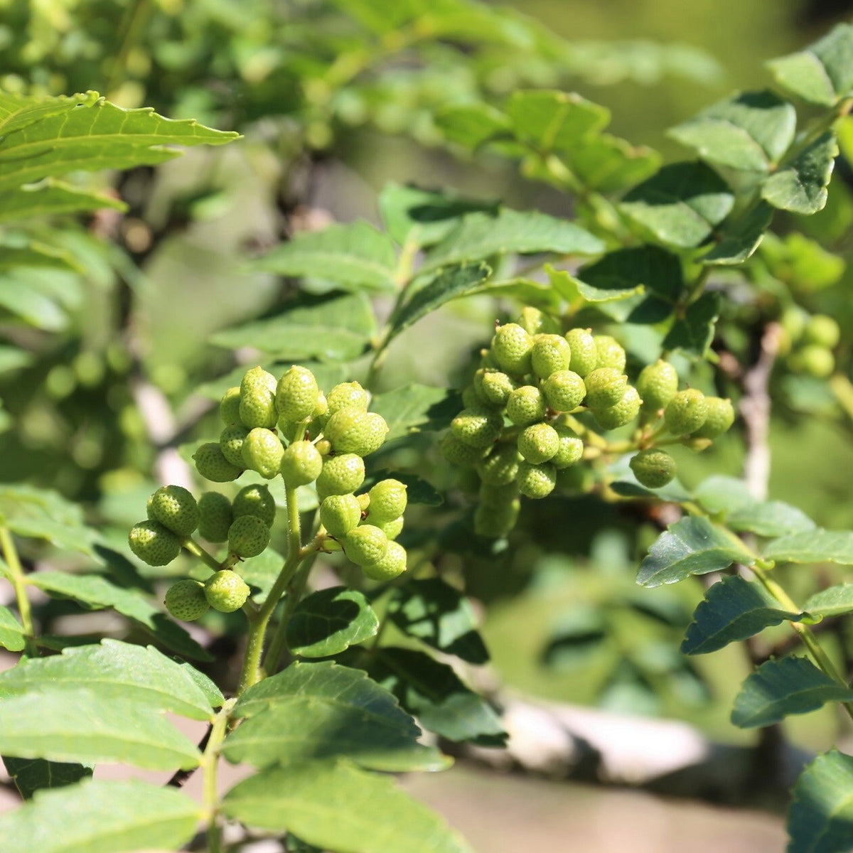 【数量限定】飛騨山椒の生花山椒と新芽セット｜hiHIDA